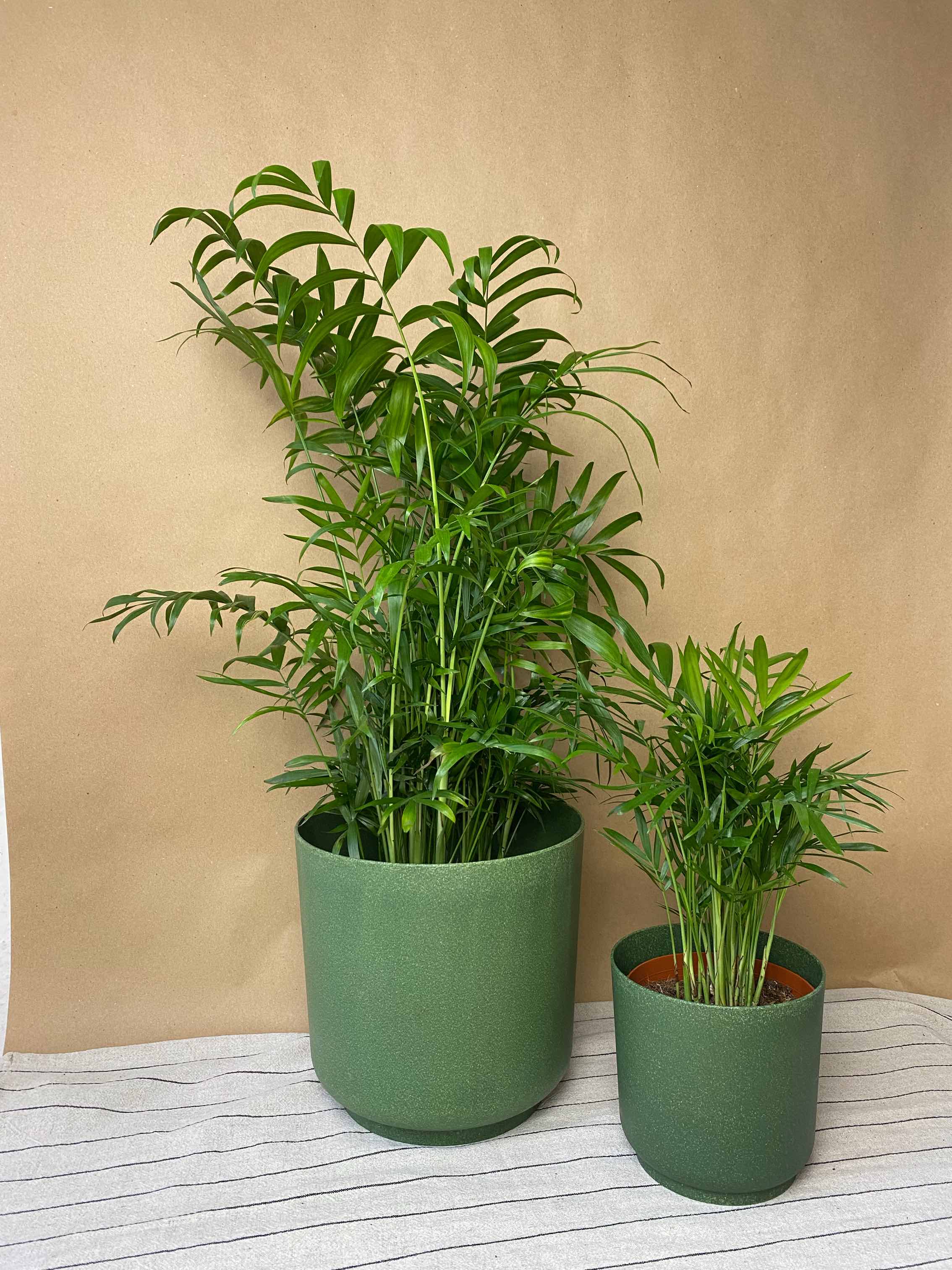 Хамедорея купить в Киеве и Украине